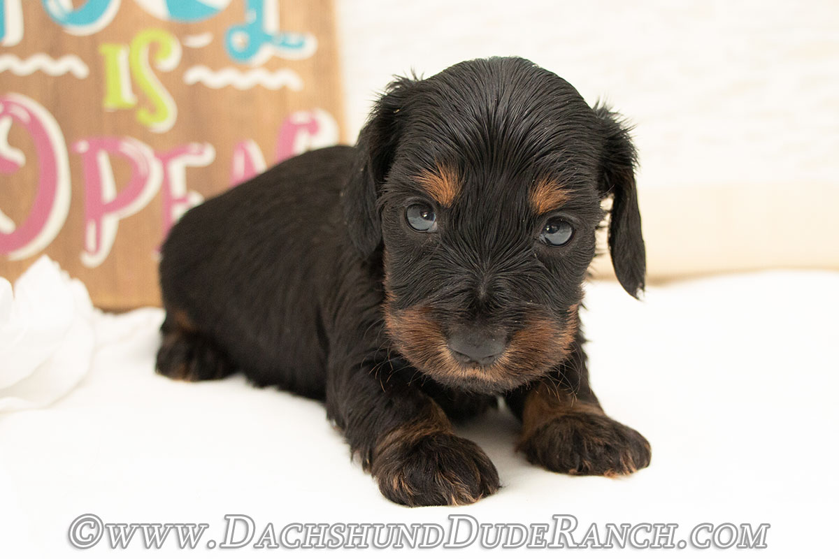 DDR Puppies