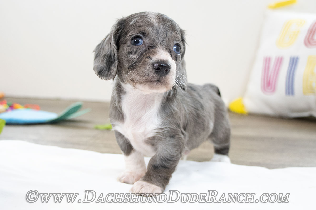 DDR Puppies